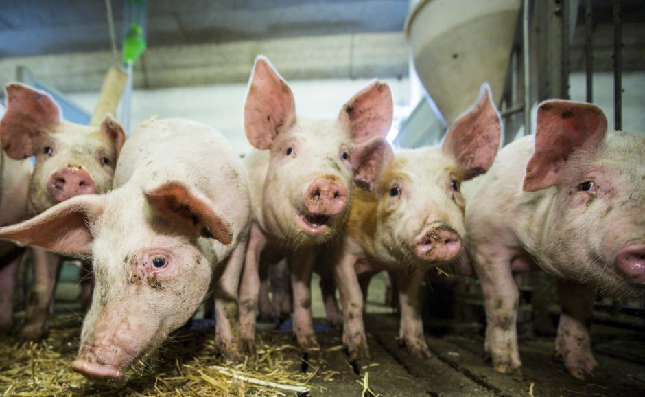 Ny opgørelse: Udsigt til markant højere svineproduktion i Danmark ...