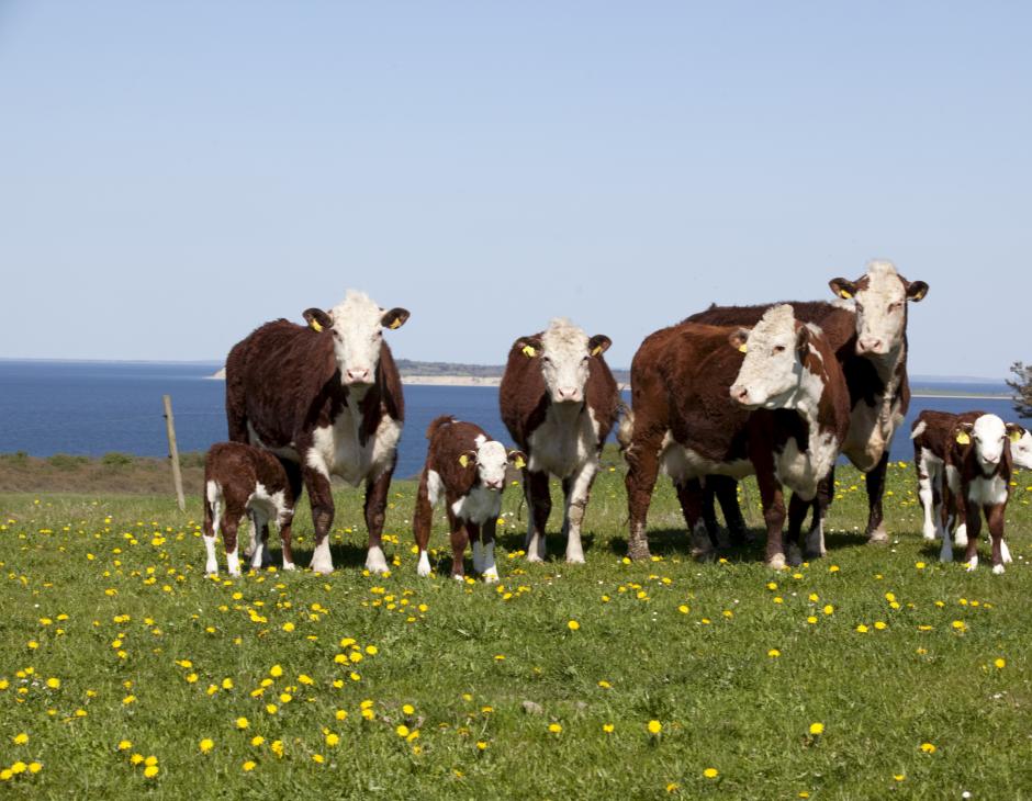 L&F: Vi er i dialog om en løsning for aflivning af dyr på marken ...