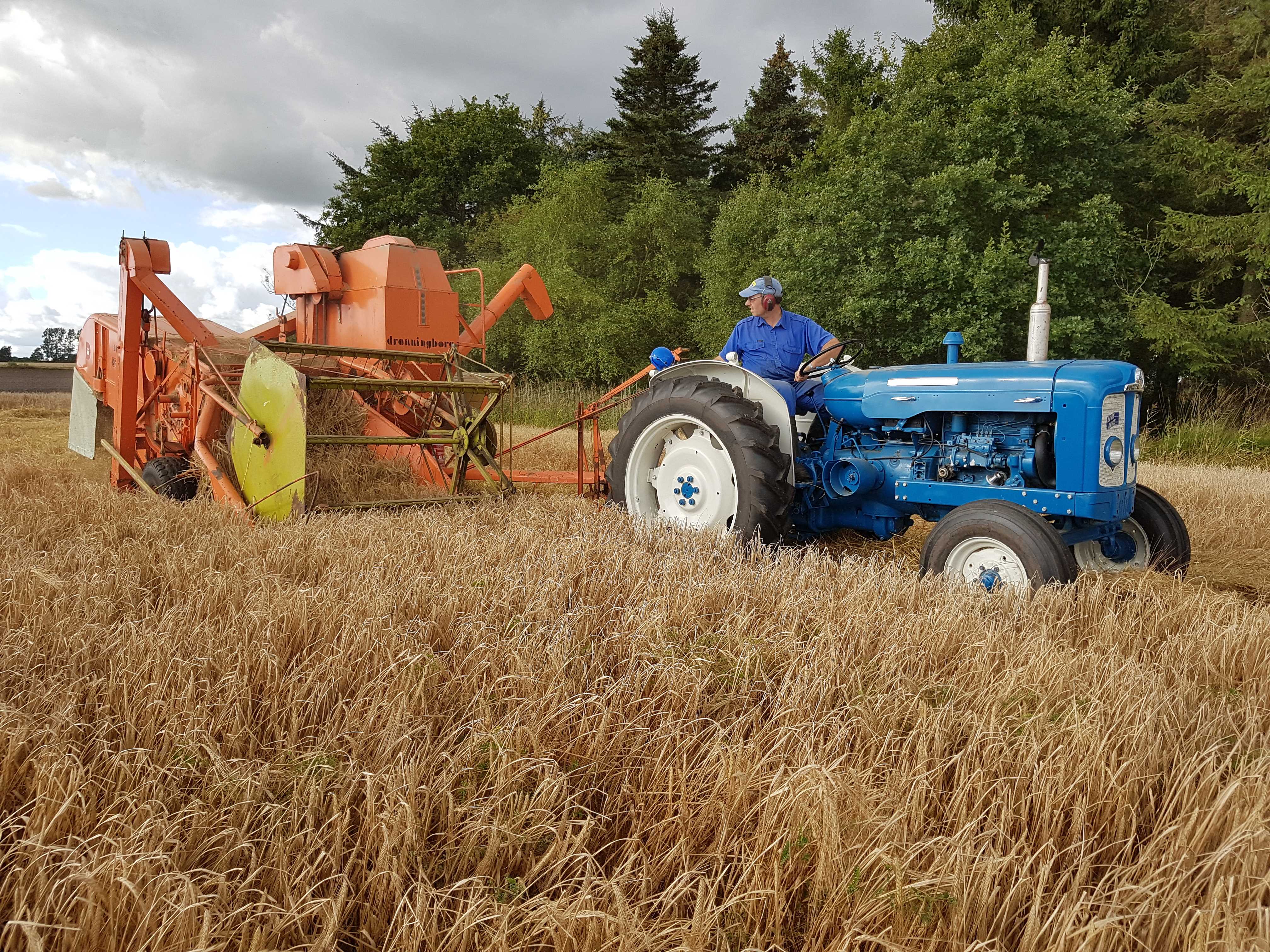 Folk stopper op, når mejetærskeren arbejder - LandbrugsAvisen