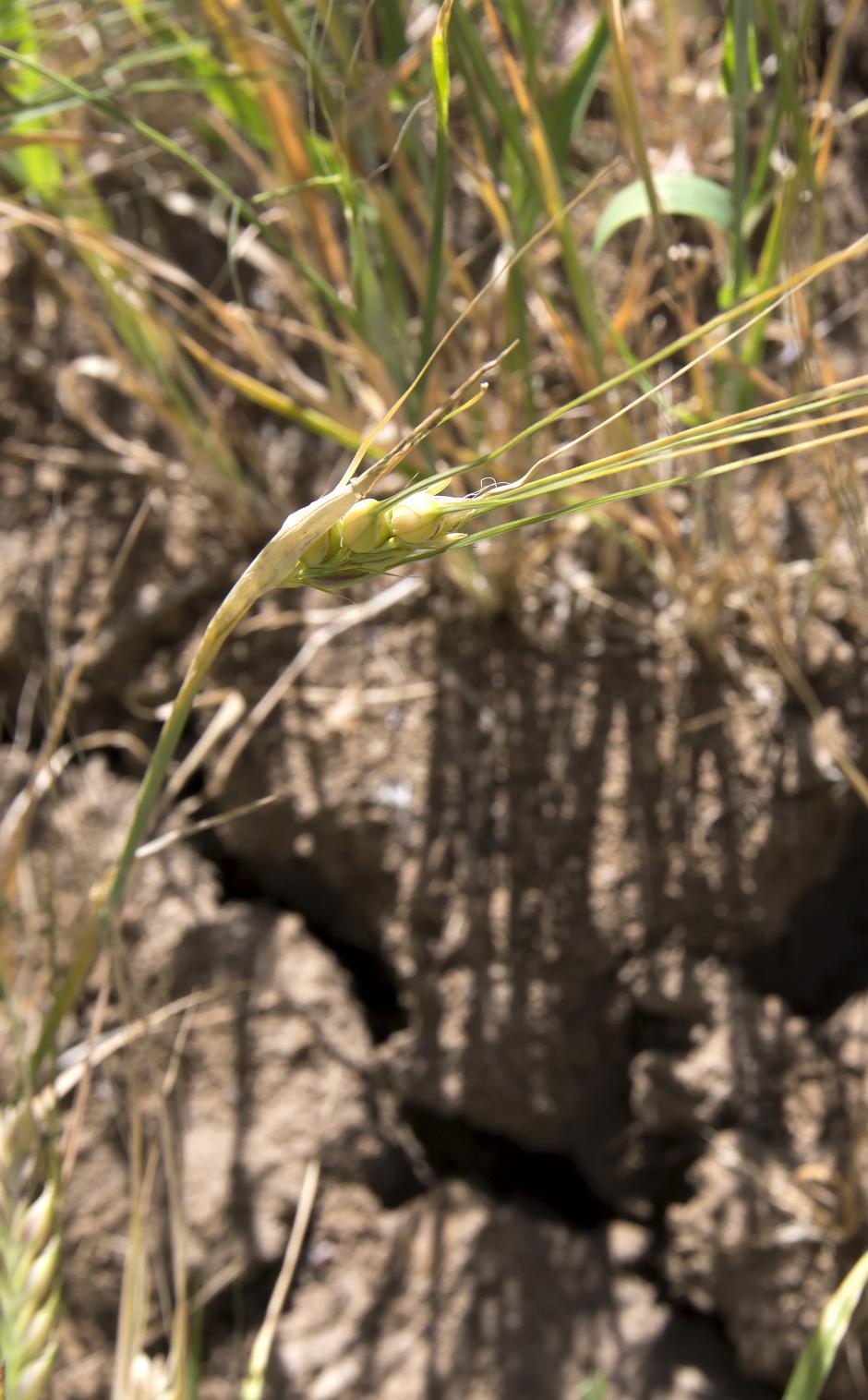 Undersøgelse: Klimaforandringer spillede stor rolle i juli-hedebølger ...