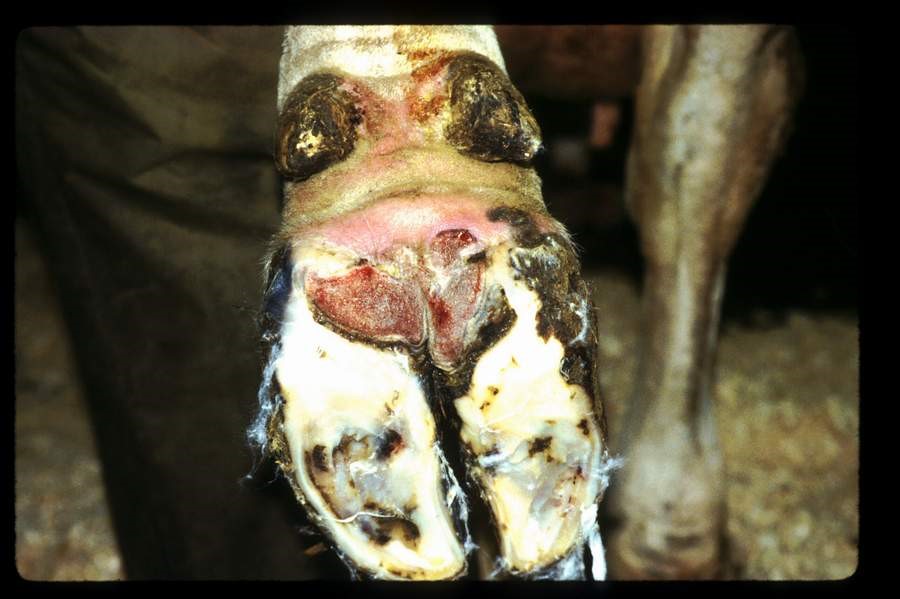 Digital Dermatitis hos kvier, har stor effekt på præstationen som ko ...