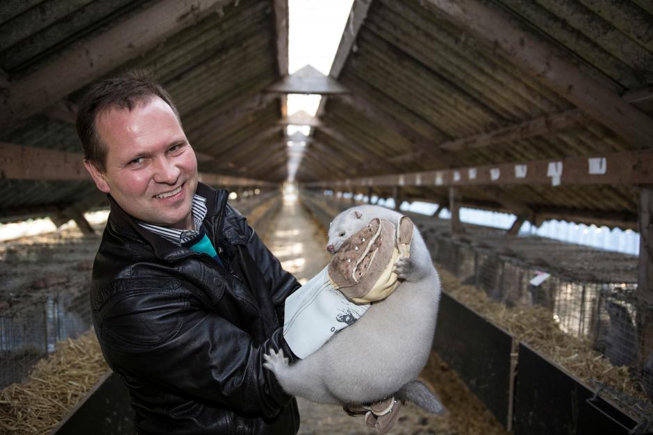 Bo har stadig mink: Tager kammerater med til Polen for at snuse til mink igen - LandbrugsAvisen