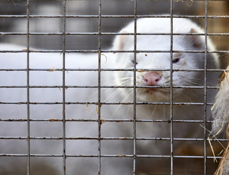 Alle mink på de danske minkfarme er nu aflivet - LandbrugsAvisen