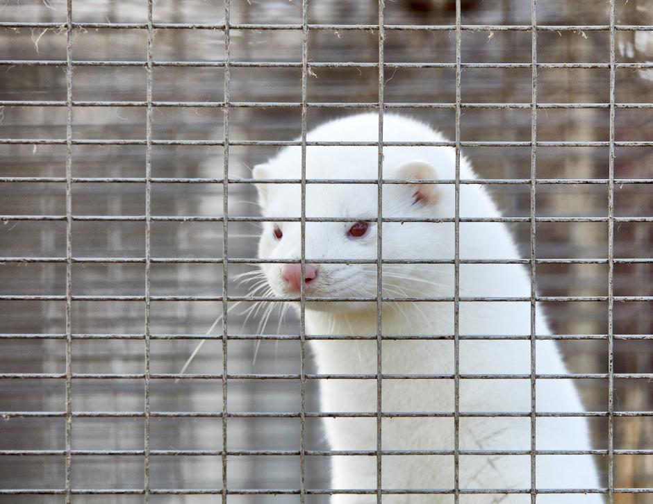 Staten har brugt 369 millioner på bistand i sager om minkerstatning ...