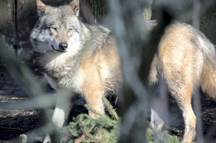 Regeringen støtter EU-forslag, der skal gøre det lettere at skyde ulve - LandbrugsAvisen