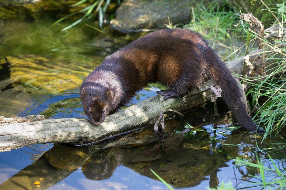 Nedlagte mink i naturen halveret efter masseaflivning på farme ...