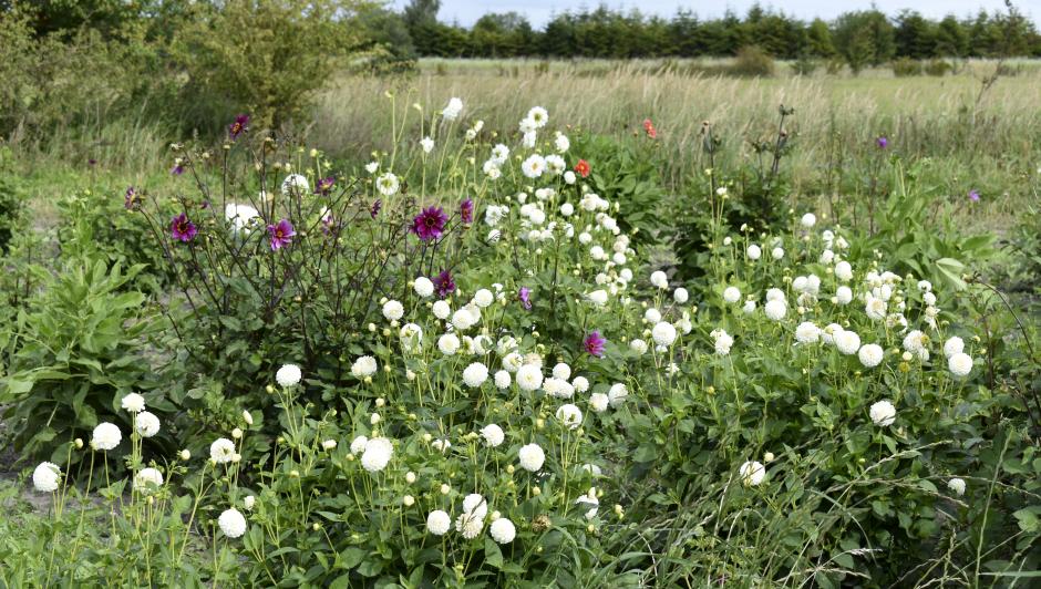 Ungt par sælger blomster og grøntsager til byboere via døgnbokse ...
