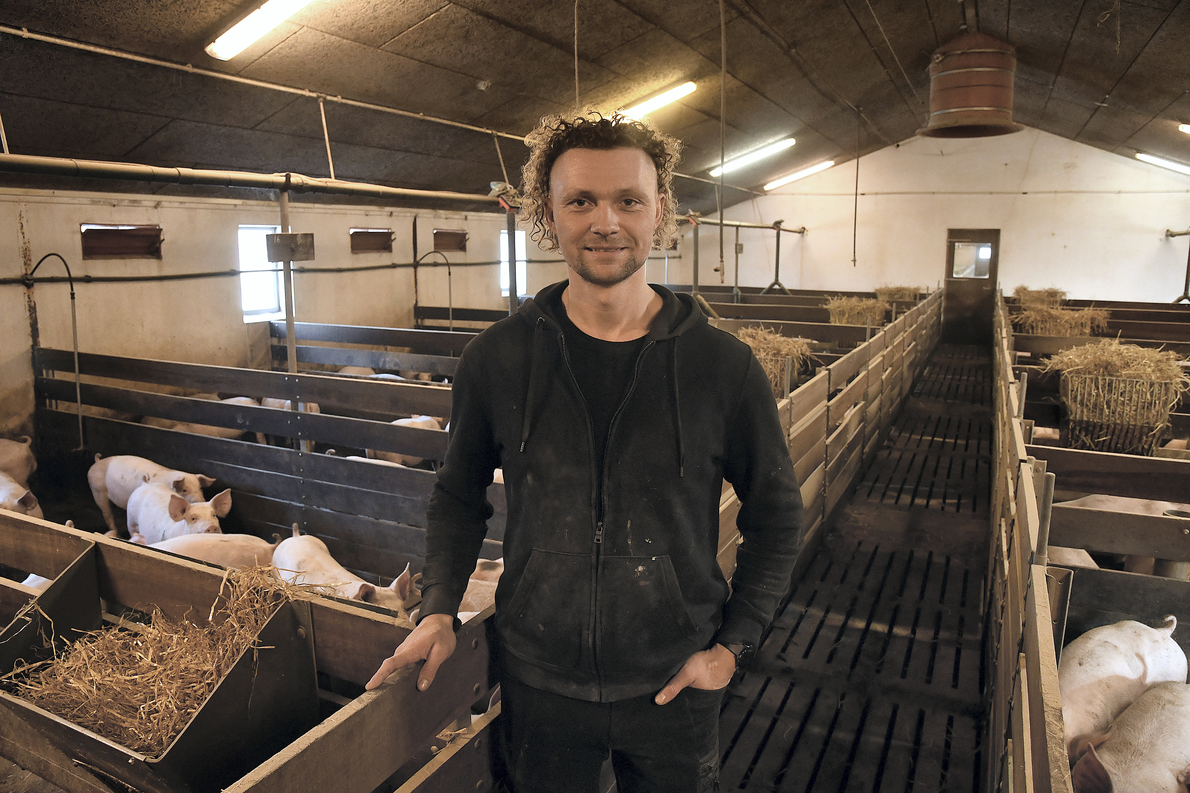 Fire griseproducenter taler om fodring: Med hangrise er foderforbruget ...