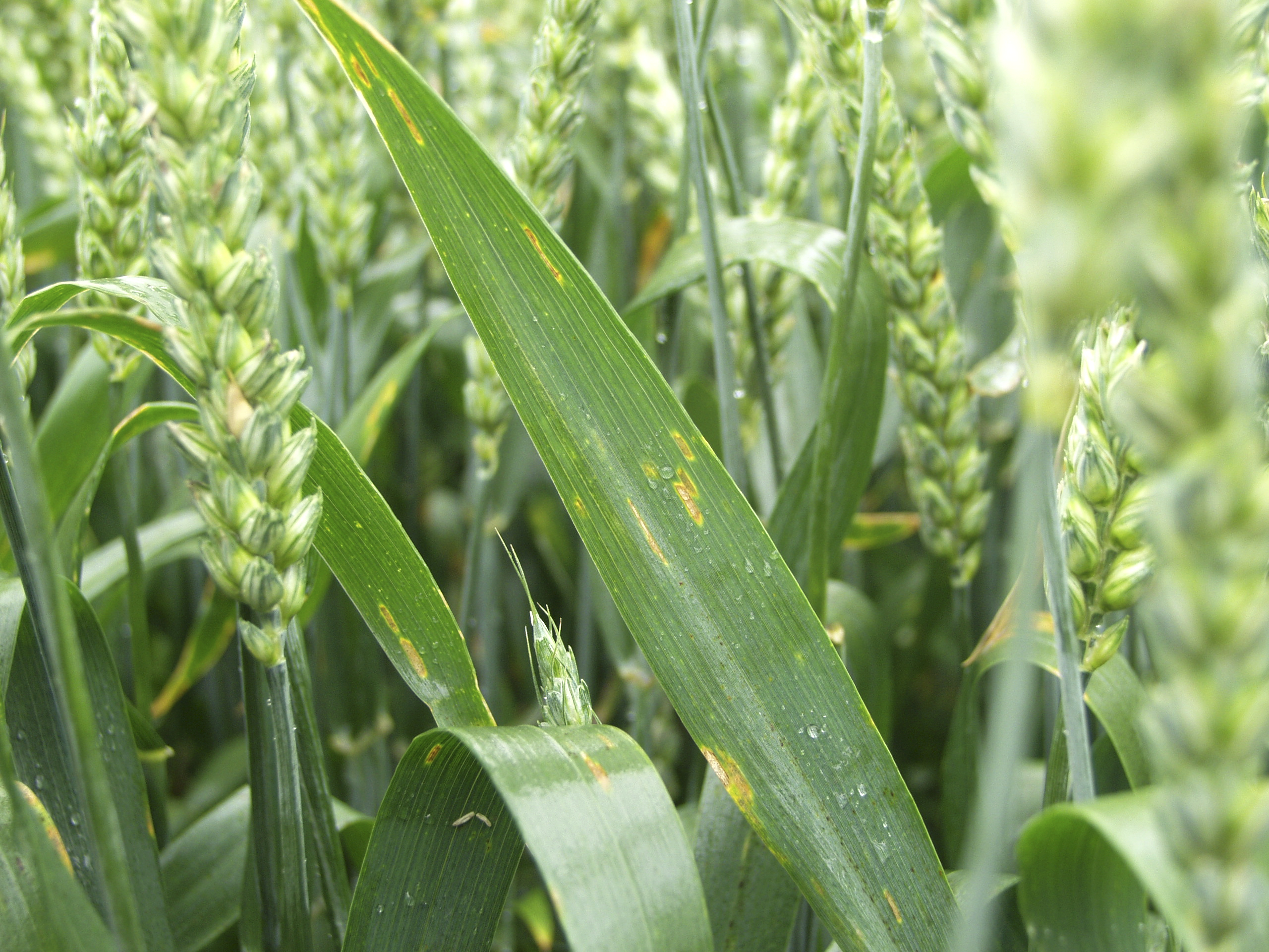 Hvedesorter er blevet mindre modtagelige for septoria og gulrust ...