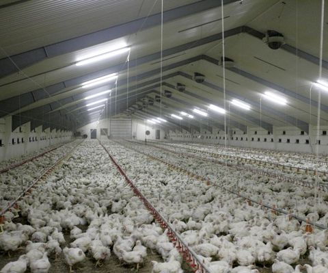 Markedet for æg er i bevægelse - LandbrugsAvisen