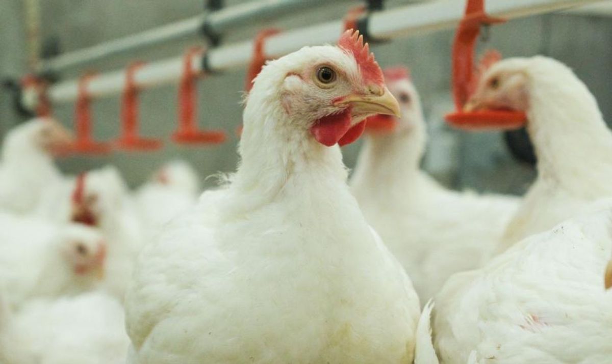 Kylling i medvind: Rose Poultry søger nye producenter, mens branchen ...