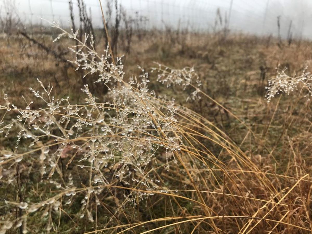 Ugen byder på sol og mulighed for nattefrost - LandbrugsAvisen