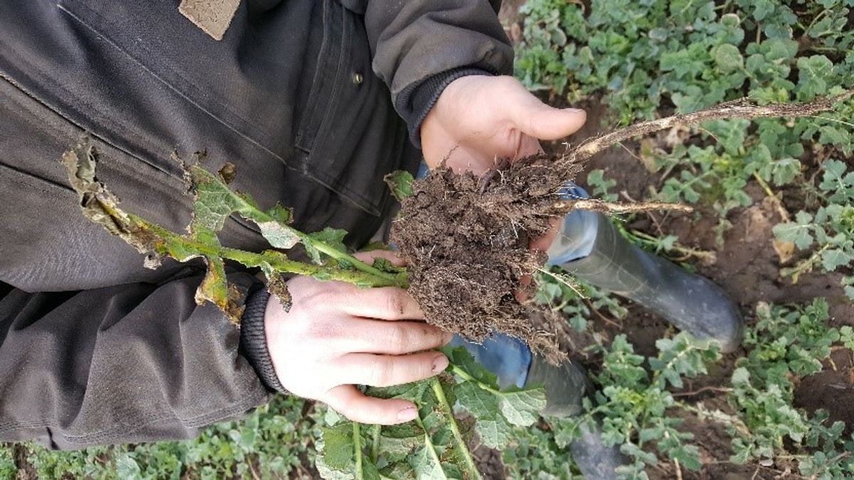 Planter og mikroorganismer samarbejder om at holde patogener på afstand ...