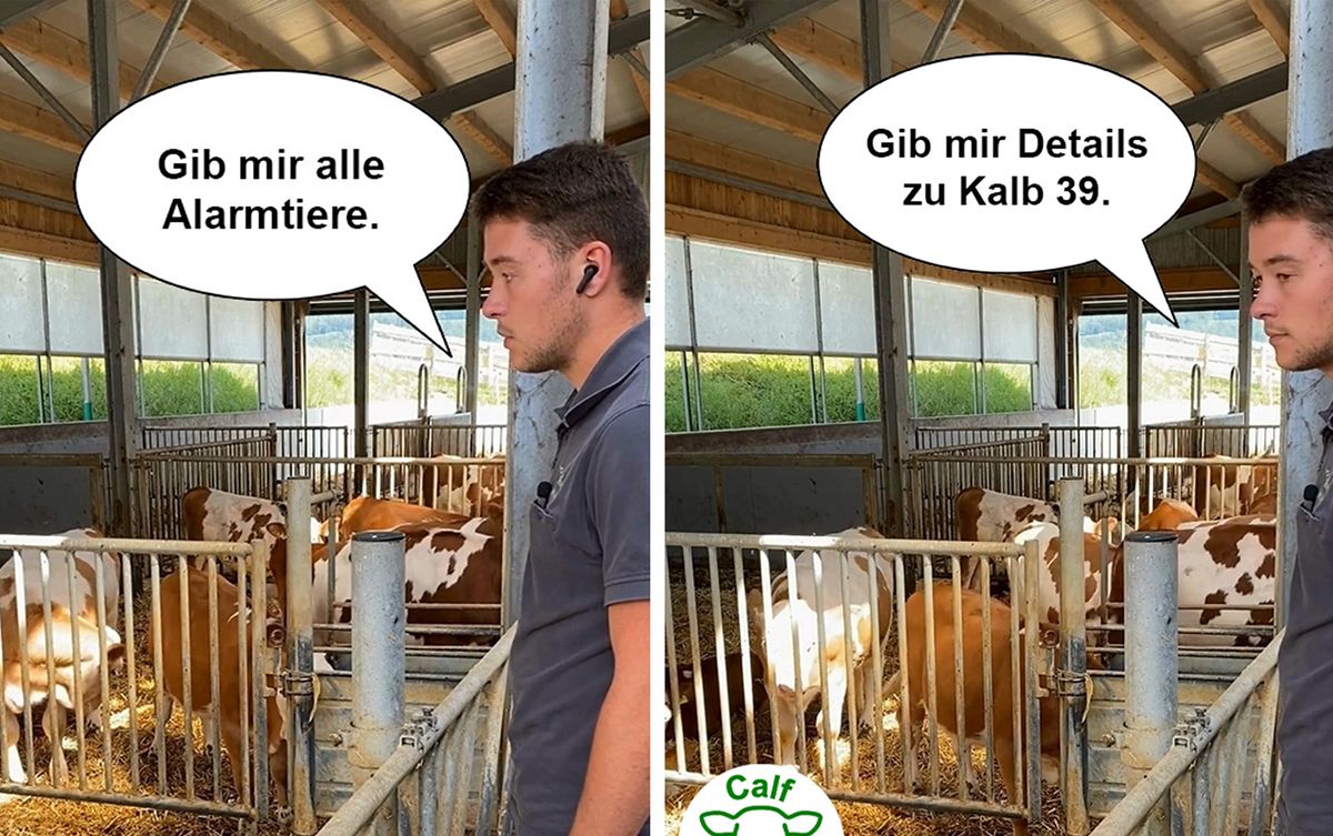 CalfGPT: Snak ud i luften og få vigtige oplysninger om kalvene ...