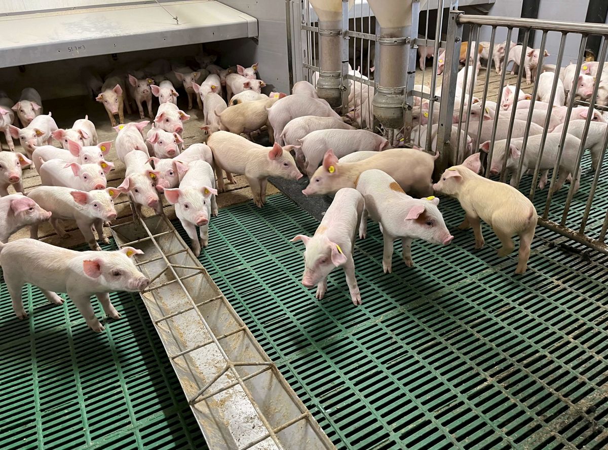 Tre griseavlsfirmaer mødes til debat om fremtidens genetik ...