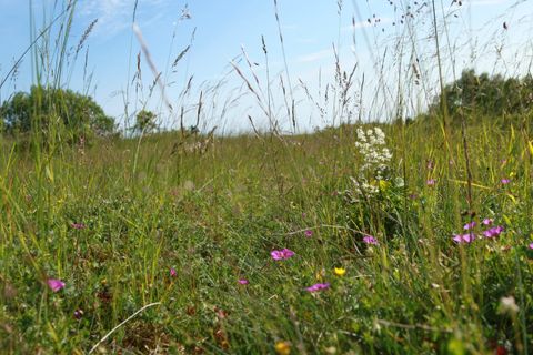 5 tips til sikker håndtering og brug af sprøjtemidler - LandbrugsAvisen