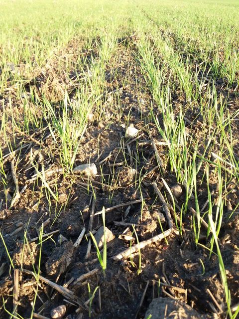 Se video fra Bramstrup: To nye svampemidler sætter høj standard mod ...