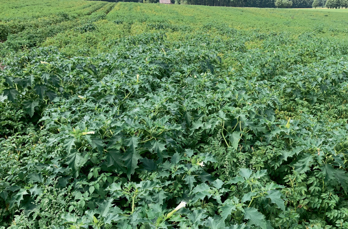 Her er tre ukrudtsarter, som rykker til Danmark med et varmere klima ...