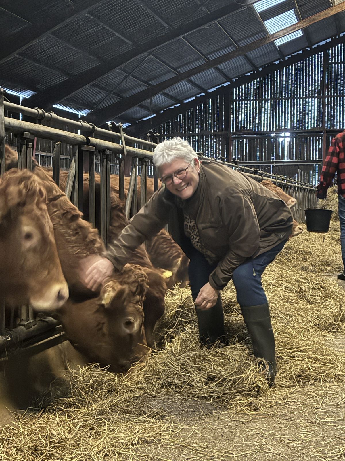 Kødkvæg binder naturen sammen - LandbrugsAvisen
