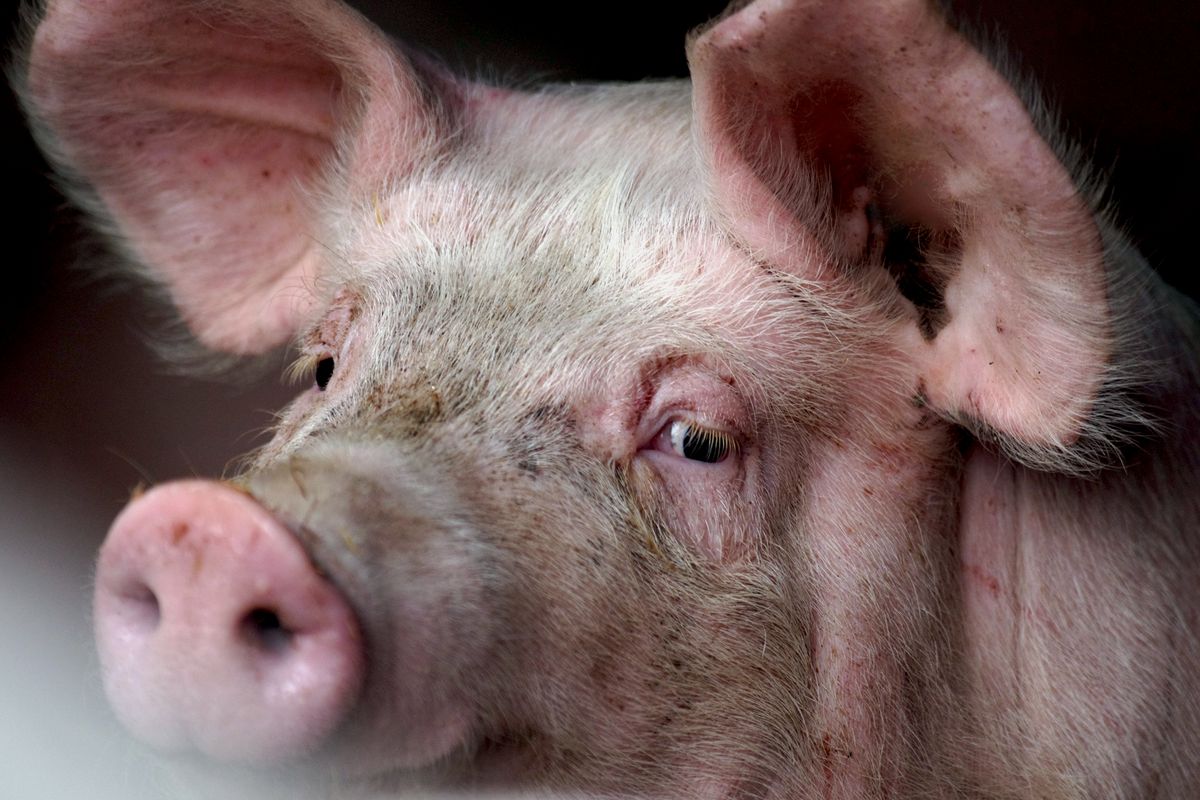 Rabobank: Hollandsk griseproduktion skal skæres med 35 procent frem mod 2040 - LandbrugsAvisen