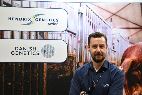 Nye fund: Mange flere vildsvin smittet med afrikansk svinepest i ...