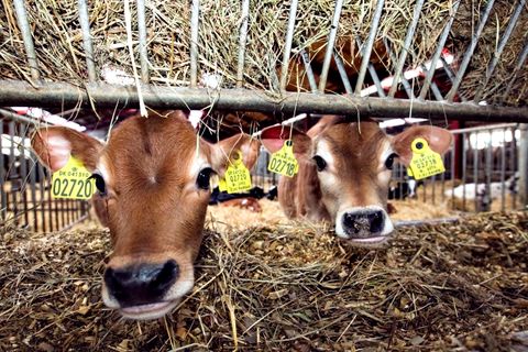 Kødkvæg binder naturen sammen - LandbrugsAvisen
